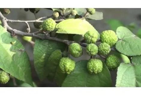 Muda De Mutambo Pronta Para Plantio 10 Cm A 40 Cm - amk - Sementes ...