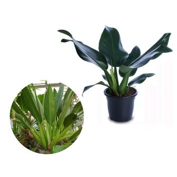 Muda de Pacova 20 a 40cm AMK - Plantas Online - AMK Jardinagem e ...