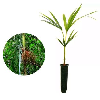 Muda de Palmito Jussara 20 a 40cm AMK - Plantas Online - AMK Jardinagem ...