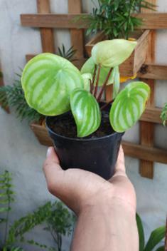 Muda de Peperomia melancia - Atelie de La Tom - Plantas Naturais ...