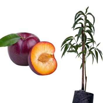 Muda de Pêssego Roxo - Carcan Plantas - Muda - Magazine Luiza
