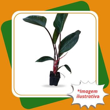 Muda de Philodendron Red Diamond Philodendron Red Diamond ...
