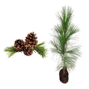 Muda De Pinus Elliottii 20cm a 40cm - AMK - Jardinagem e Paisagismo ...