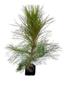 Muda De Pinus Elliottii - Pinheiro Americano - AMK - Jardinagem e ...