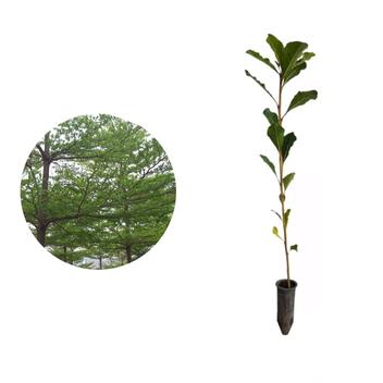 Muda de Sete Copas 20 a 40cm AMK - Plantas Online - Genérico - Muda ...