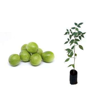 Muda de Umbu 20 a 40cm AMK - Plantas Online - Genérico - Muda ...