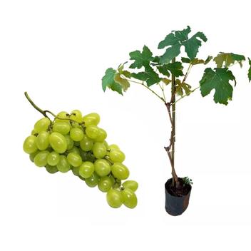 Muda de Uva Thompson 50 a 80cm AMK - Plantas Online - Genérico - Muda ...