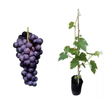 Muda de Uva Venus 50 a 80cm AMK - Plantas Online - AMK Jardinagem e ...