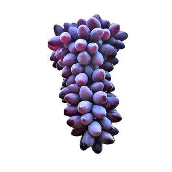 Muda Frutífera de Uva Isis Enxertada (Sem Semente) - AgroJardim - Muda ...