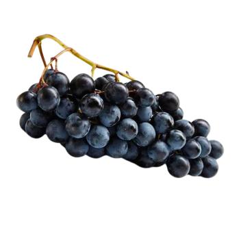 Muda Frutífera de Uva Vitória Preta Enxertada (Sem Semente ...