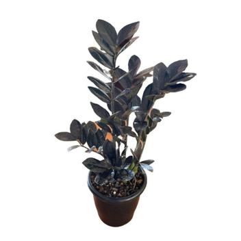 Muda Zamioculca Black Zamifolia Zaza Zamia - Inspira Flora - Muda ...
