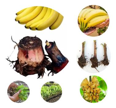 Mudas Banana Embrapa Kit 10 Terra Fortes - bvmudas - Muda - Magazine Luiza