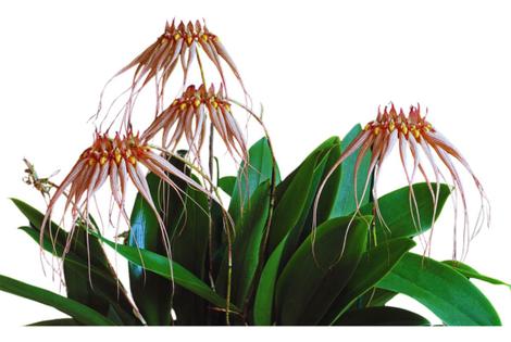 Orquidea Bulbophyllum Luis Sander - orquidario DF - Plantas Naturais ...