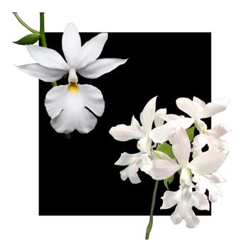 Orquidea Calanthe Vestita - Alba - Adulta - orquidario DF - Plantas ...