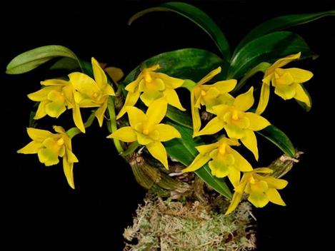 Orquidea Dendrobium (trigonopus X Scabrilingue) - orquidario DF ...