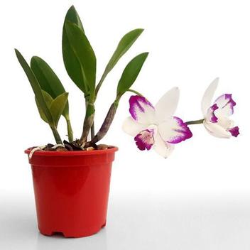 Orquídea Lc Haw Angel Small Beauty ! Planta Adulta Com Vaso ...