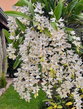 Orquidea Rodriguezia Alba Haste Floral Adulta Toquinho - DoceL@r ...