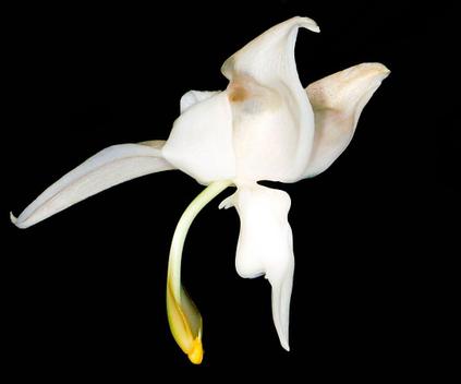 Orquídea Stanhopea candida - Cooperorchids - Plantas Naturais ...
