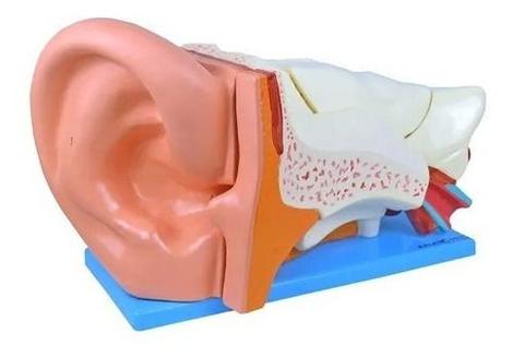 Ouvido Orelha Ampliado Em 6 Partes Modelo Anatômico Anatomic - Modelos ...