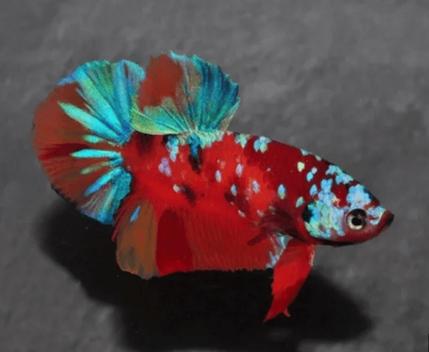 Peixe beta macho - betta - Outros Pets - Magazine Luiza