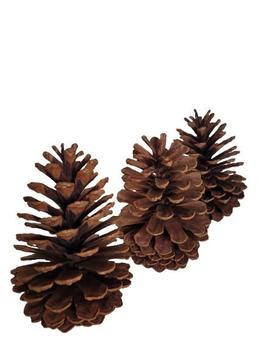 Pinha de Pinheiro Natural para Decoração -3 unidades - Stop Flores ...