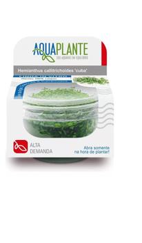 Planta Aquaplante Hemianthus Callitrichoides Cuba - Carpete - Vasos ...
