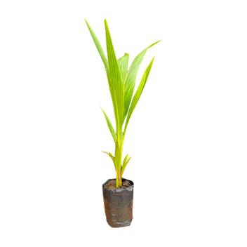 Planta Coco da Bahia 100cm - AgroJardim - Plantas Naturais - Magazine Luiza