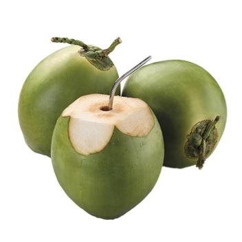 Planta Coco da Bahia - Viveiro de Mudas São João - Muda - Magazine Luiza