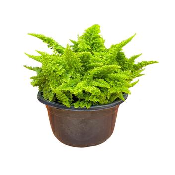Planta Mini Samambaia Havaiana 15cm - AgroJardim - Plantas Artificiais ...
