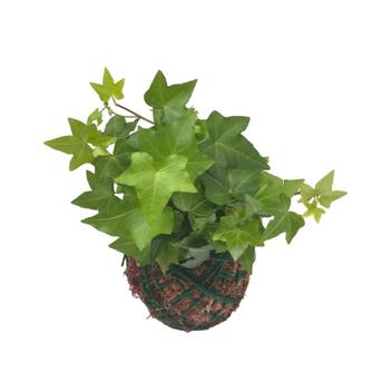Planta Natural Hera Na Kokedama Hera Estrela Fácil Cultivo - O Mundo ...