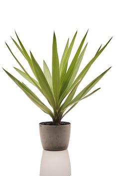 Planta natural para interior Yucca Variegata + Vaso Decorativo - Mini ...