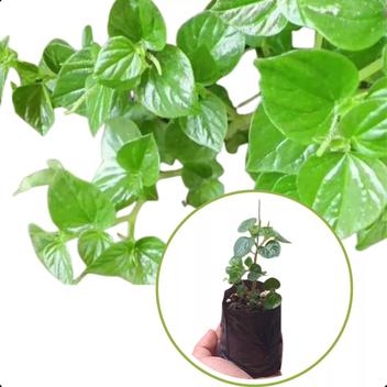 Planta Oriri Erva Jabuti Muda No Saquinho Rapido Medicional - Lelo ...