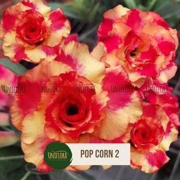 Planta Rosa do Deserto DOBRAD AMARELA Pop Corn 2 Importada - UNIFLORA - Plantas Naturais ...