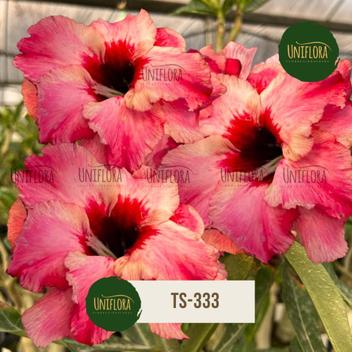 Planta Rosa do Deserto parece hibisco, Flor Gigante TS-333 - UNIFLORA - Plantas Naturais ...