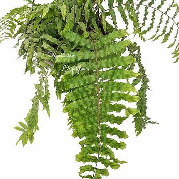 Planta Samambaia Chorona Ou Metro Polypodium Persicifolium - Orquiflora ...