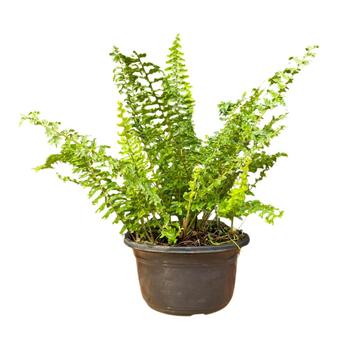 Planta Samambaia Saia Baiana 40cm - AgroJardim - Saia Feminina ...