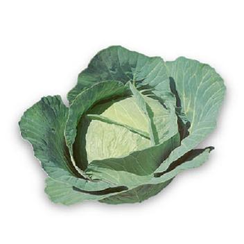 Repolho Chato de Quintal - 1.60gr de Sementes - Isla - Sementes ...