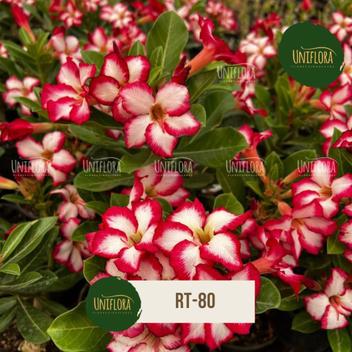 Rosa do deserto BUQUE BRANCA COM VERMELHO RT80 - UNIFLORA - Buquê de ...