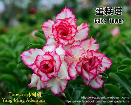 Rosa do deserto cake tower flor tripla - Dm Rosa do deserto - Plantas ...