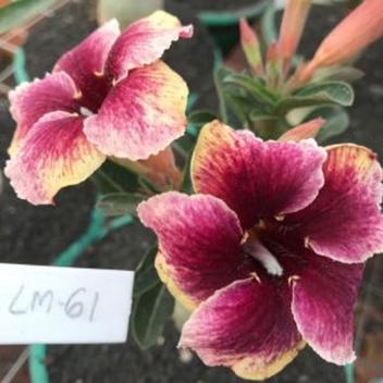 Rosa do deserto LM61 enxertada - Rosa do deserto adenium - Muda ...