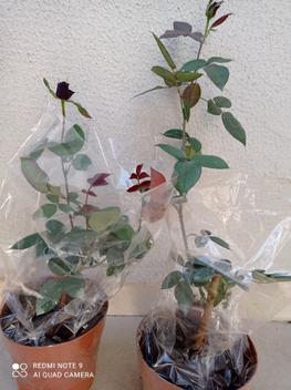Rosa Negra, principe negro - mudas 60 cm - Ornament Mudas - Escultura ...