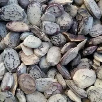 Semente de Umburama (Amburama Cearensis) 250gr - à granel - Sementes ...