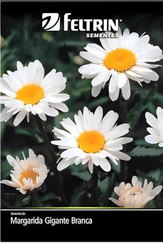 Semente Feltrin Golden Margarida Gigante Branca - Sementes - Magazine Luiza