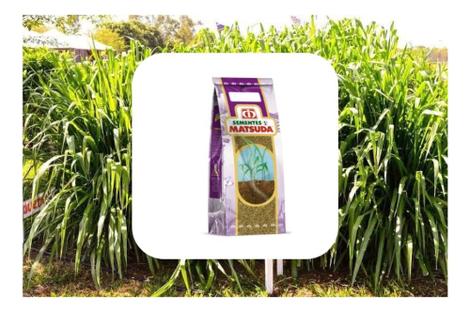 Sementes de Capim Colonial MG12 Paredão - 10kg - MATSUDA - Sementes ...