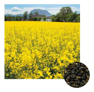 Sementes de Crotalária Spectabilis Combate a Dengue - 400gr - SEEDS ...