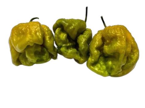 Sementes de Pimentas Diversas Variedades - Feltrin/TopSeed/Isla ...