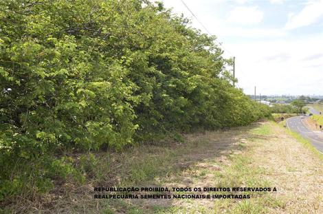 Sementes De Sansão Do Campo 1 Kg campo - Realpecuaria - Sementes ...
