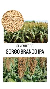 Sorgo Branco IPA - 10KG de Sementes - Sementes - Magazine Luiza