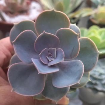 Suculenta Echeveria Perle - Suculentas e Cia - Plantas Artificiais ...
