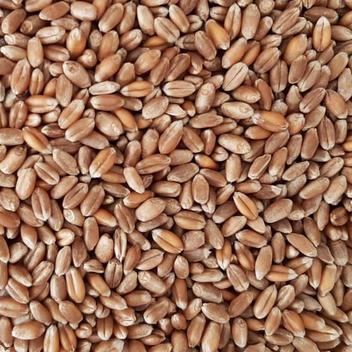 Trigo em Grãos 500gr - Rotulo do Bem - Alimentos Básicos - Magazine Luiza